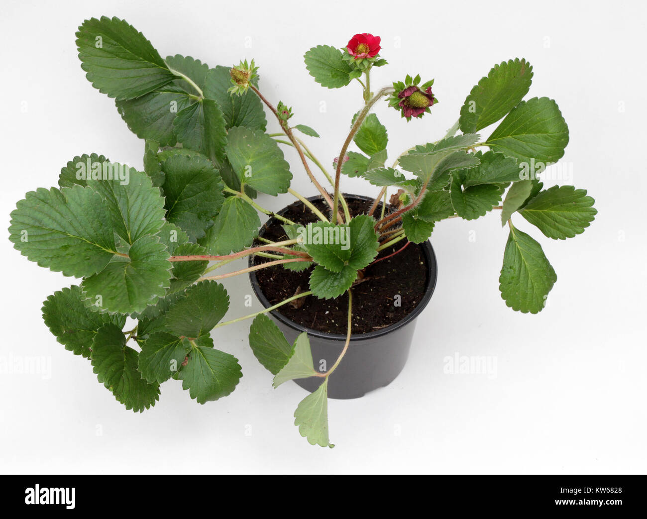 Plant de fraisier en pot, fond blanc Banque de photographies et d ...