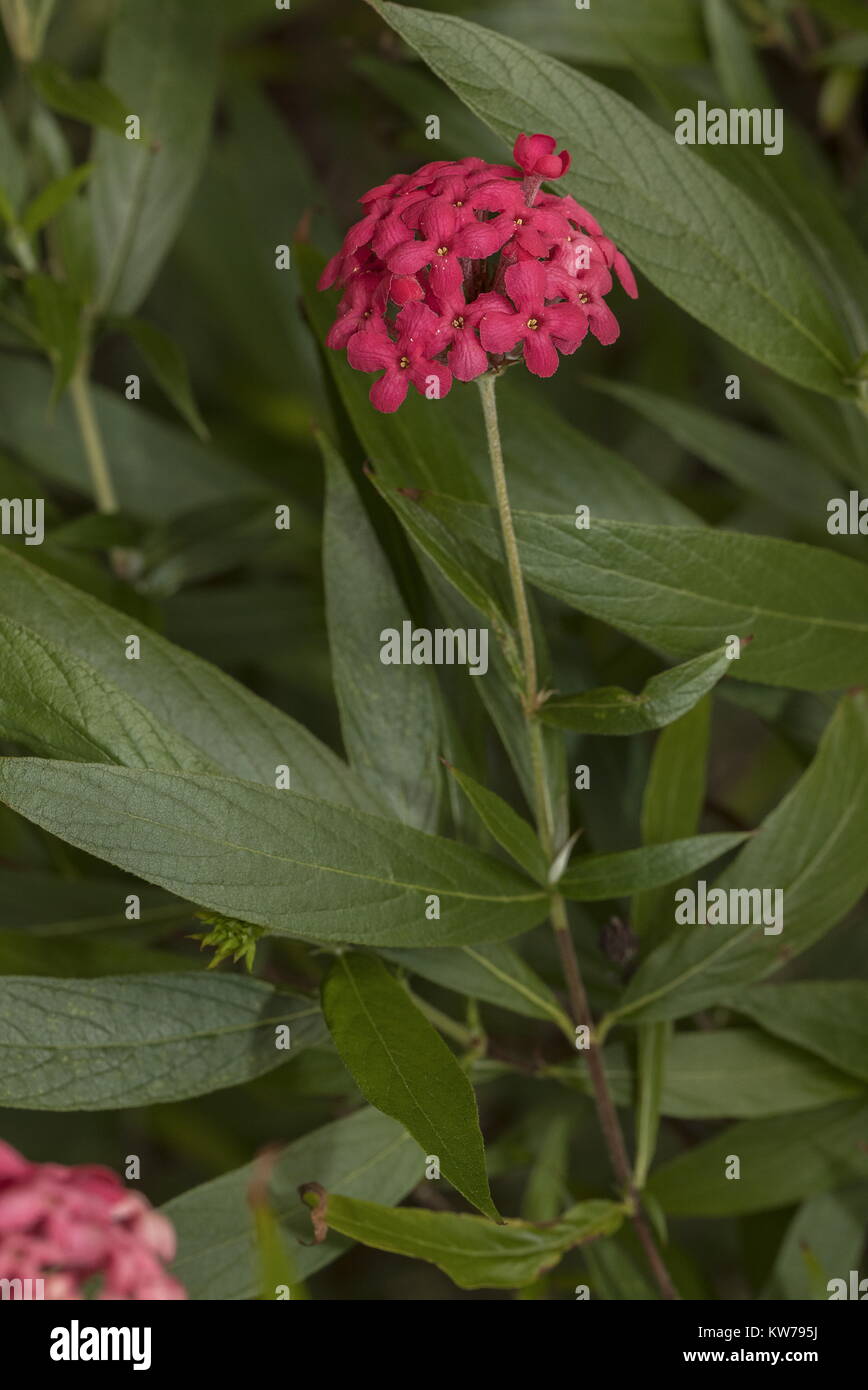 Planta de rosa de panamá Banque de photographies et d’images à haute ...