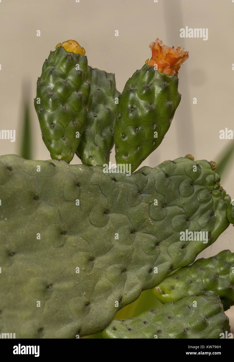 Opuntia rubescens Banque de photographies et d’images à haute ...