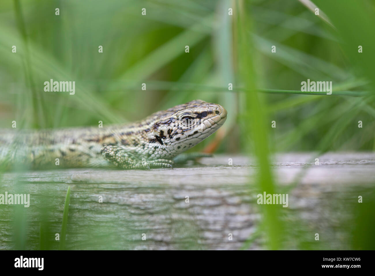 Common lizard lacerta zootoca vivipara Banque de photographies et d ...