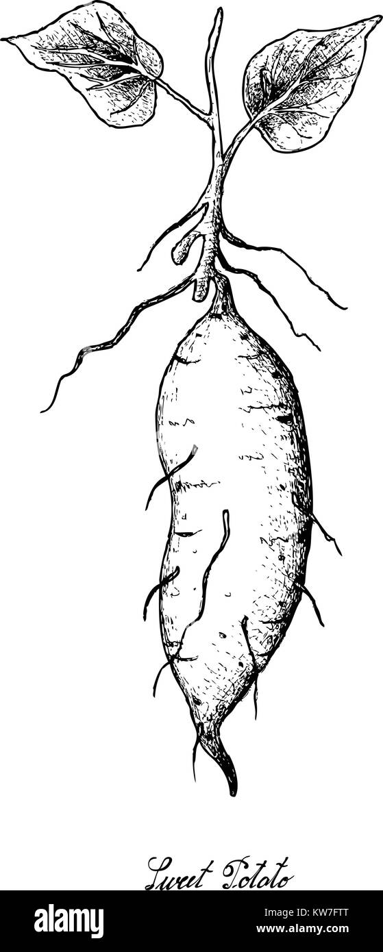 Les légumes racines et tubercules, Illustration part Croquis d'ensemble ...