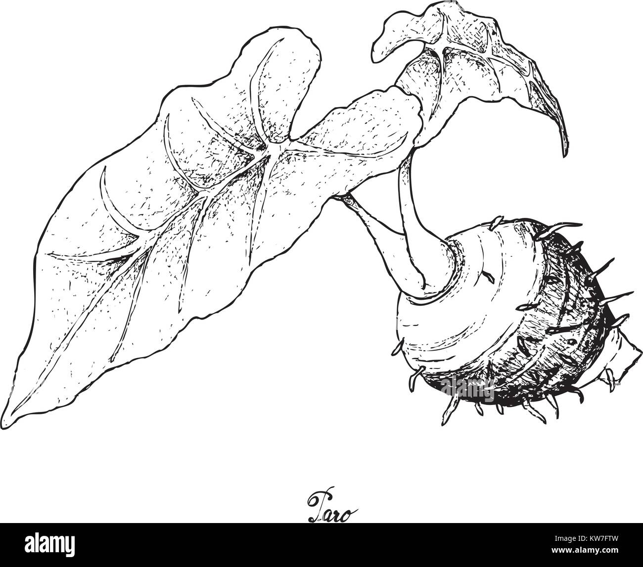 Les légumes racines et tubercules, Illustration part Croquis de racine ...