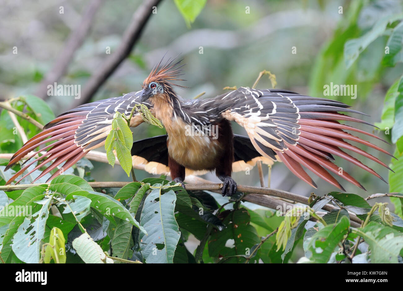 Canje faisan Banque de photographies et d’images à haute résolution - Alamy