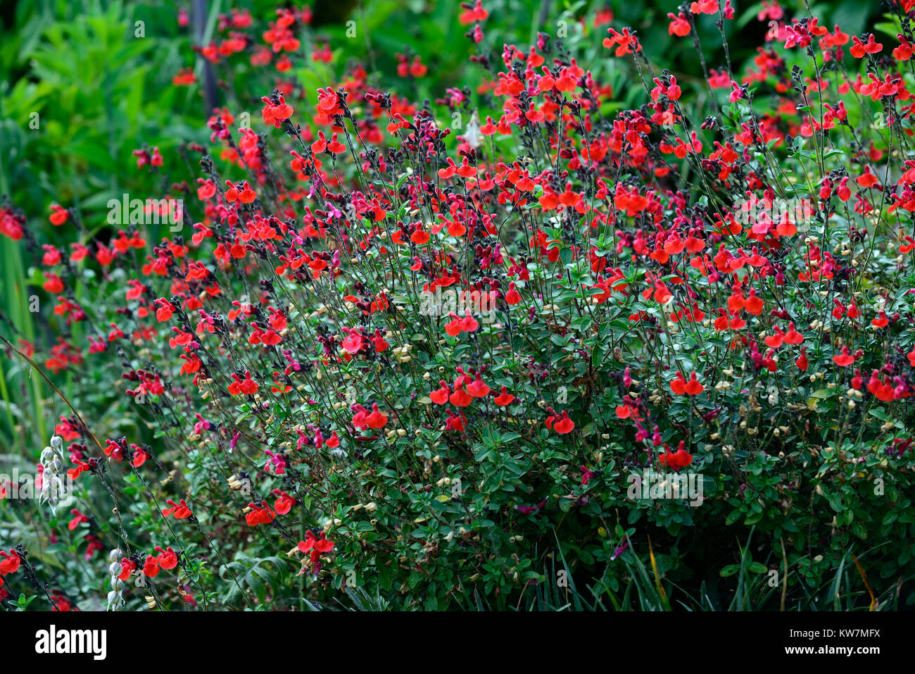 Salvia grahamii x salvia microphylla Banque de photographies et d ...