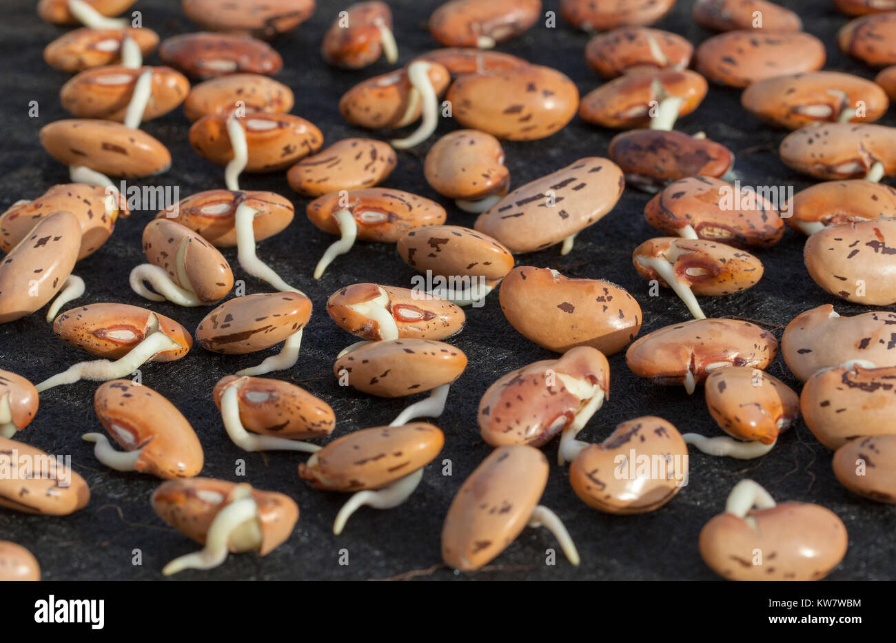 Germination des graines de haricot Banque de photographies et d’images ...