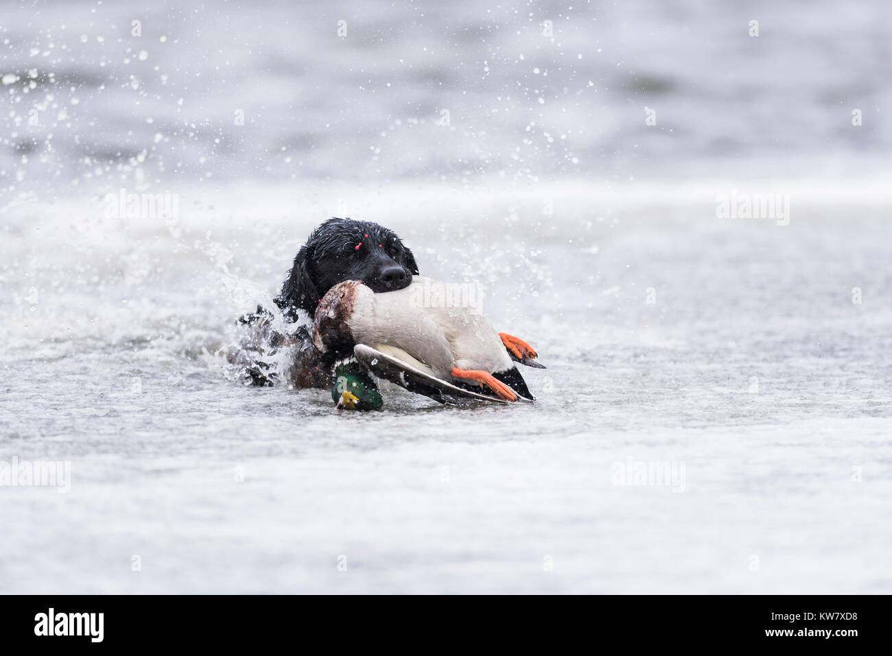 Le canard labrador Banque de photographies et d’images à haute ...