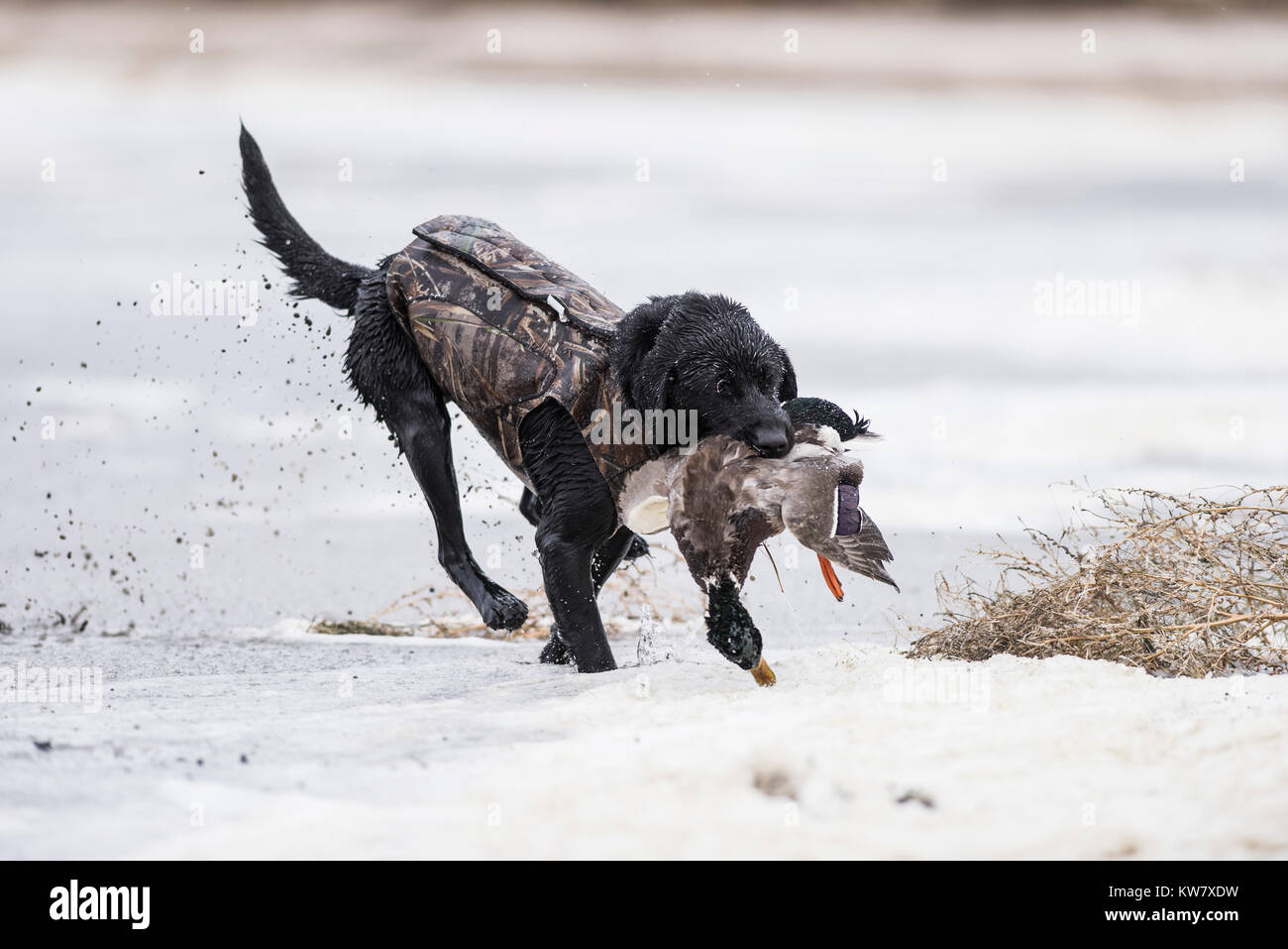 Un Labrador noir avec un Canard colvert au Dakota du Nord Photo Stock ...