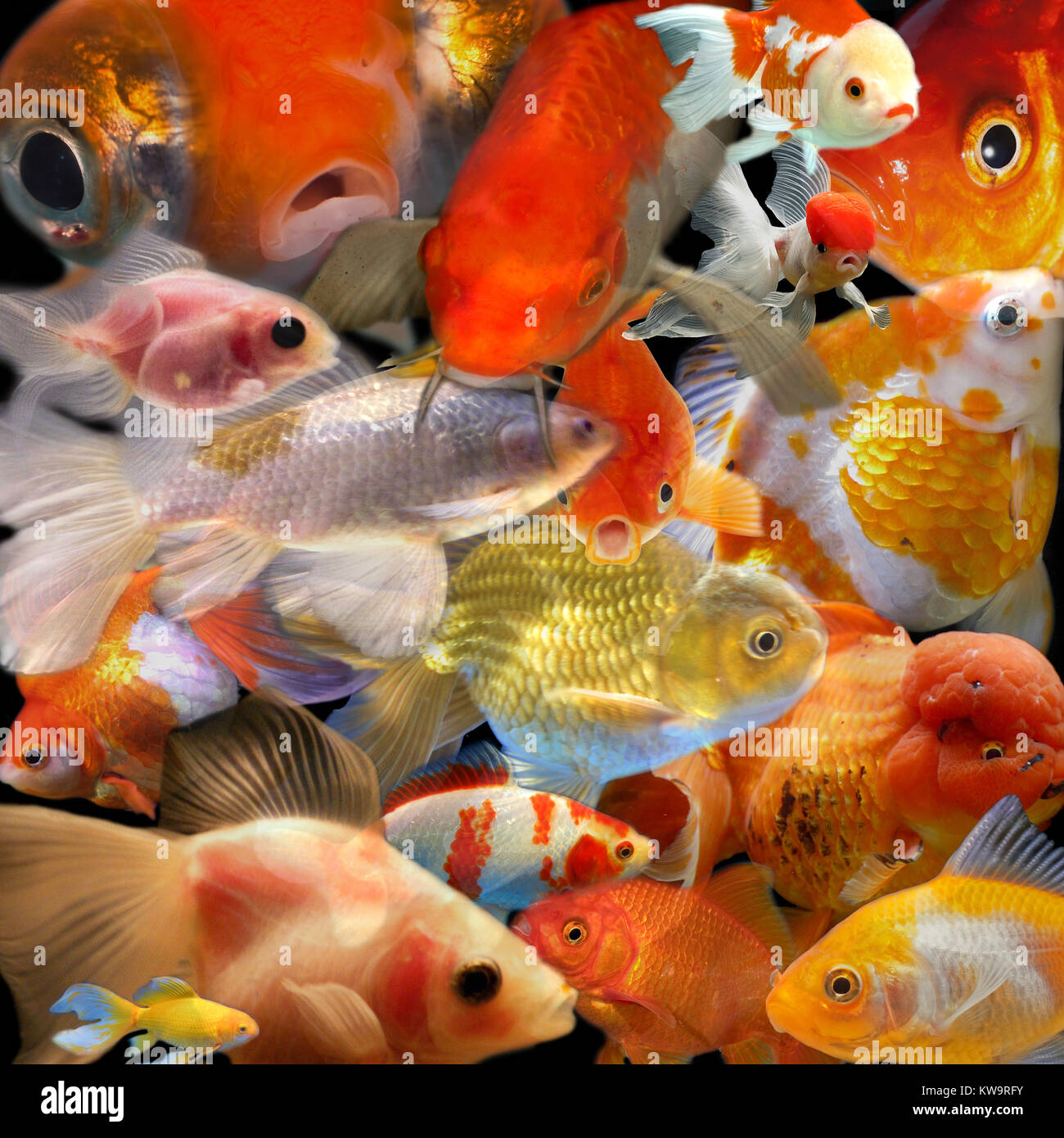 Poisson rouge lionhead Banque de photographies et d’images à haute ...