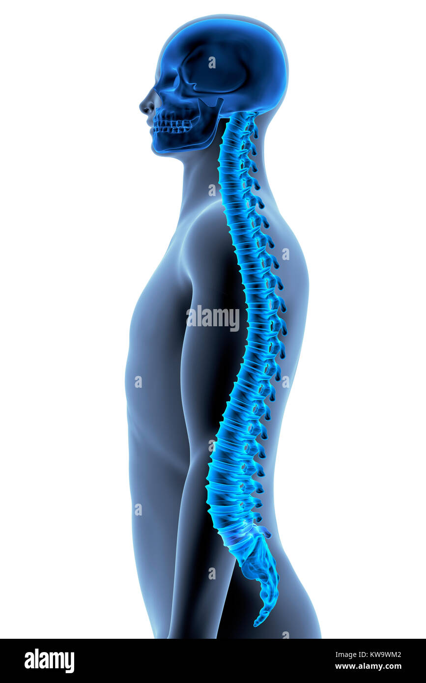 L'anatomie du corps humain sacrum Banque de photographies et d’images à ...