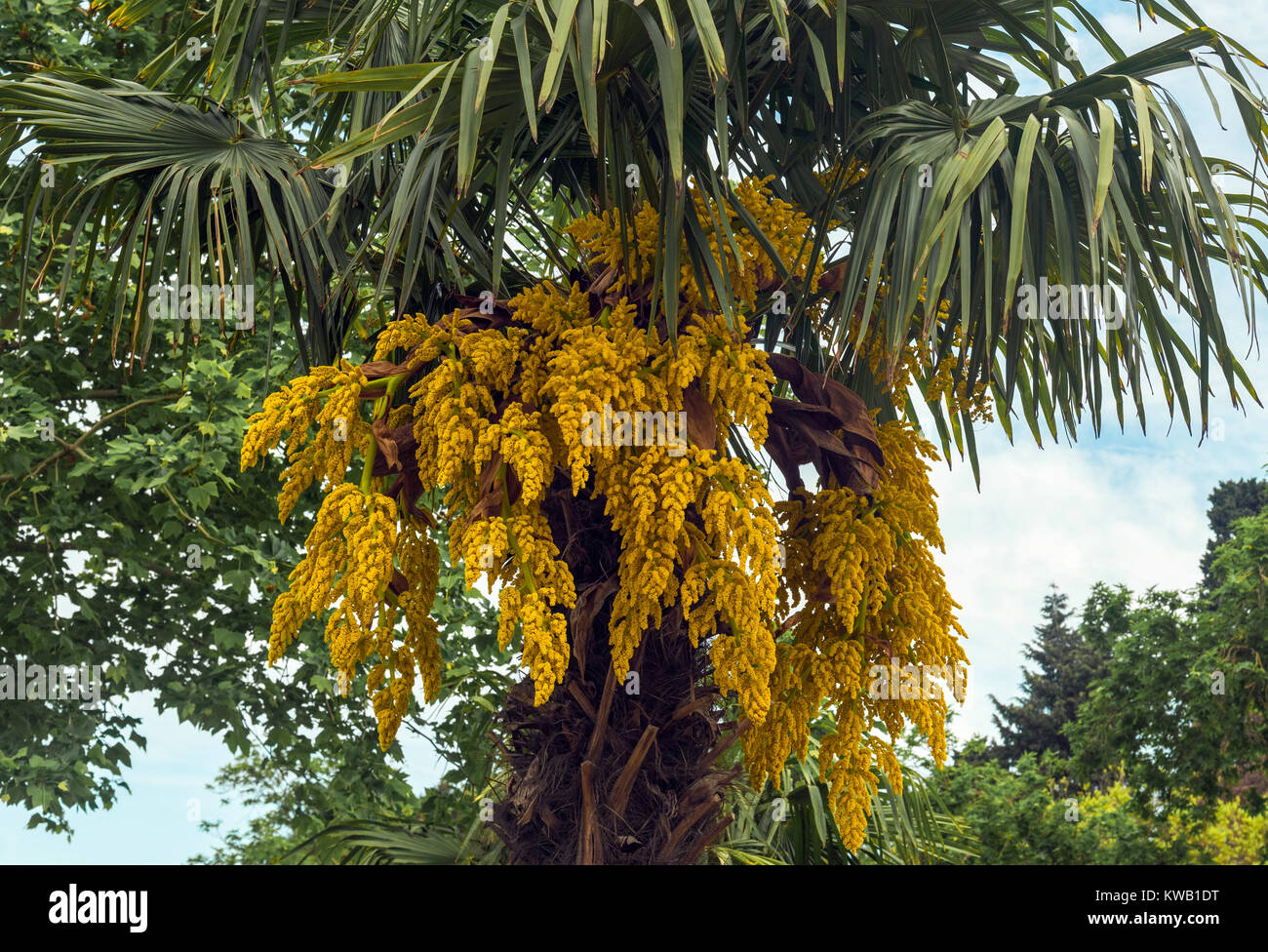Arbre De Dattes Avec Des Fruits Banque d'image et photos - Alamy