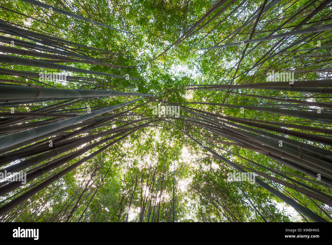 Forêt verticale chengdu Banque de photographies et d’images à haute ...
