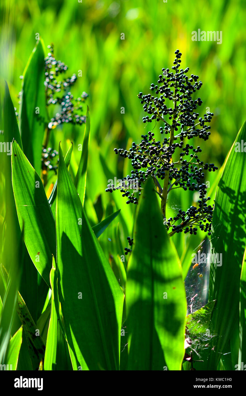 Fruits violets Banque de photographies et d’images à haute résolution ...