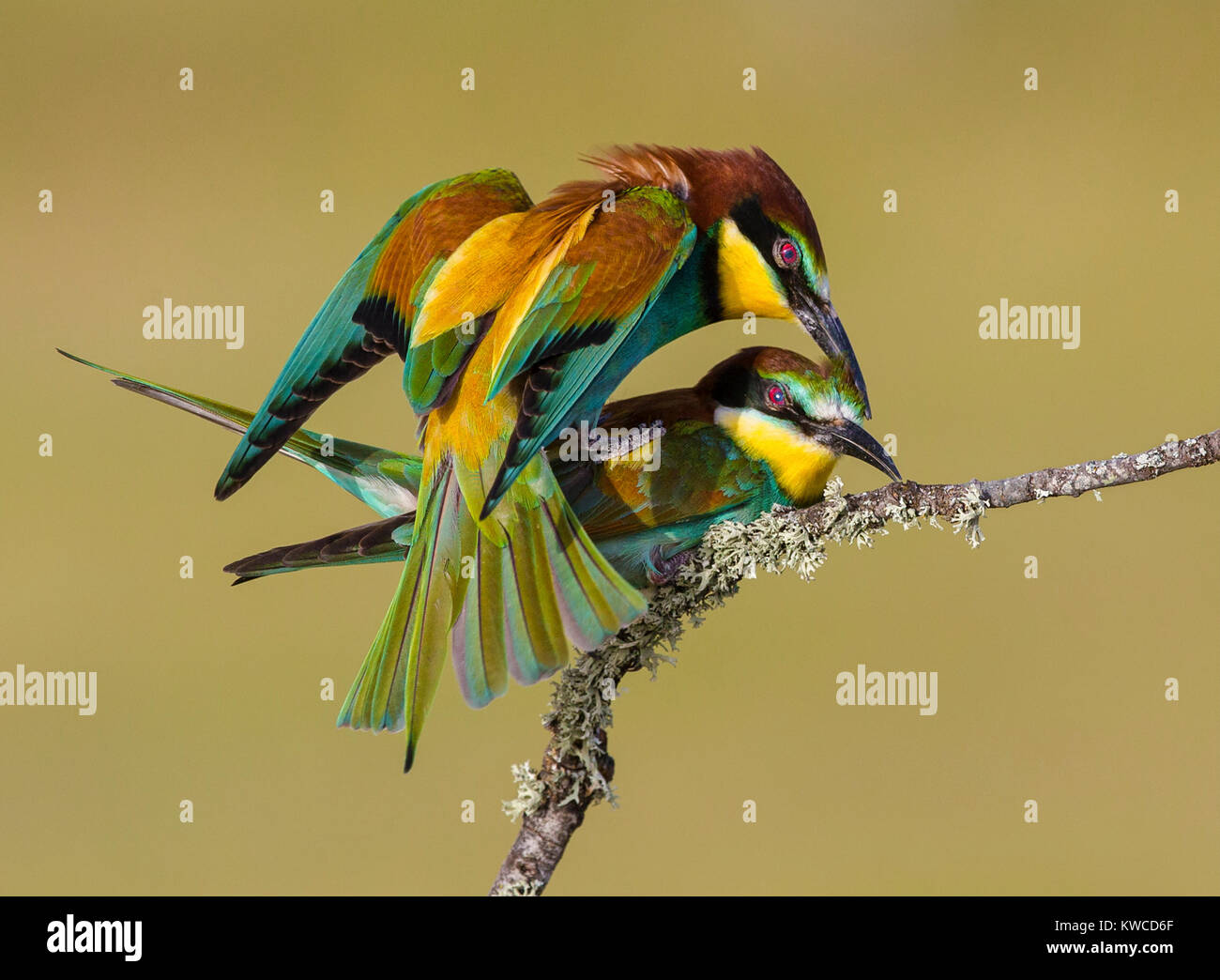 Accouplement des abeilles Banque de photographies et d’images à haute ...
