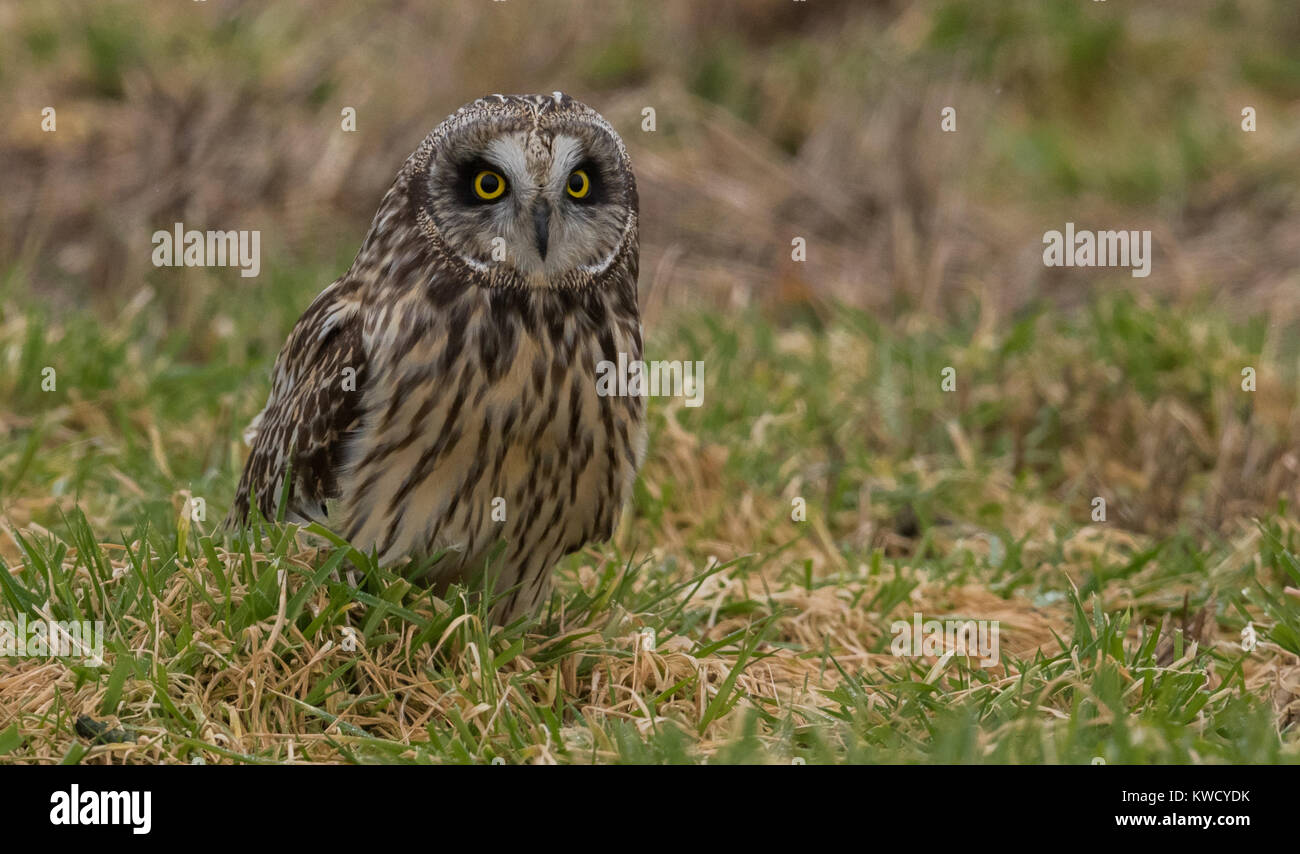 Oreille De Mer Banque d'image et photos - Alamy