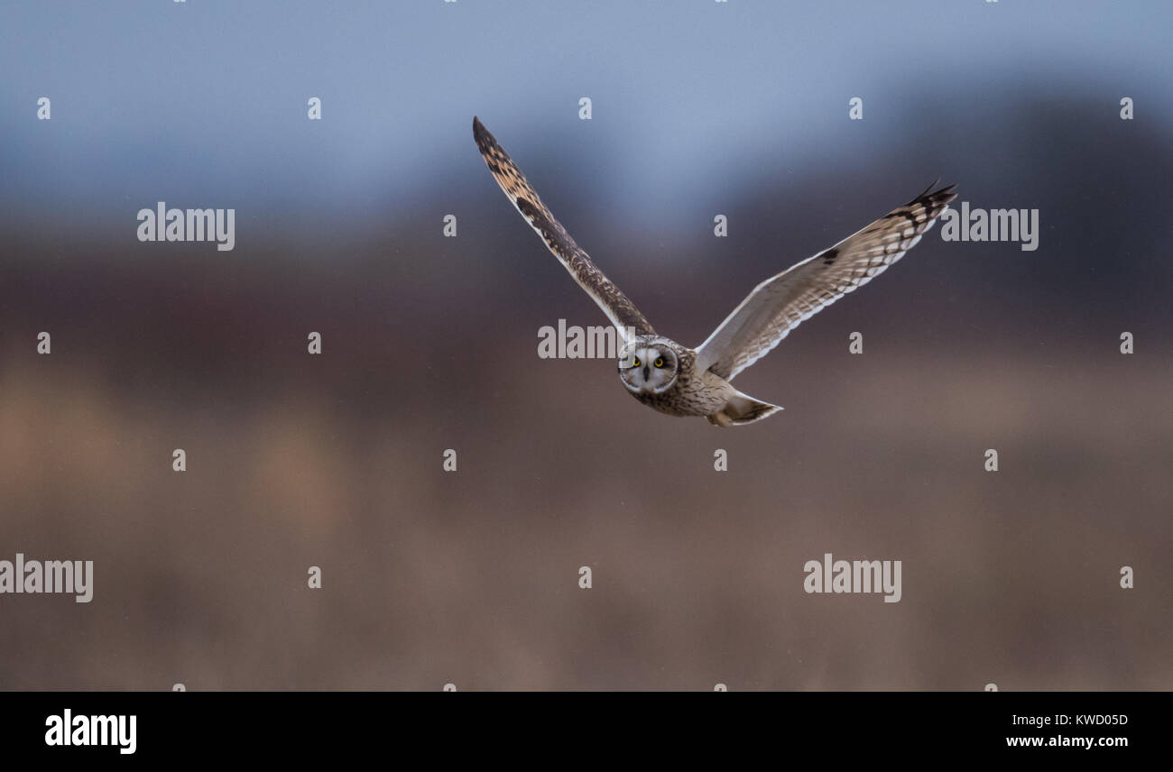 Oreille De Mer Banque d'image et photos - Alamy