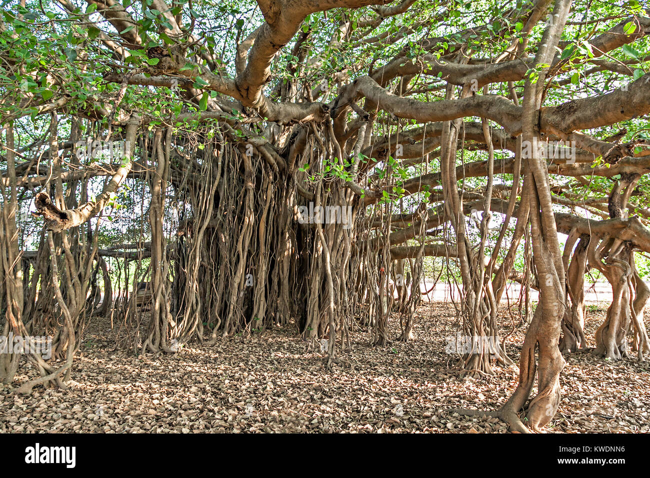 Big banyan tree Banque de photographies et d’images à haute résolution ...