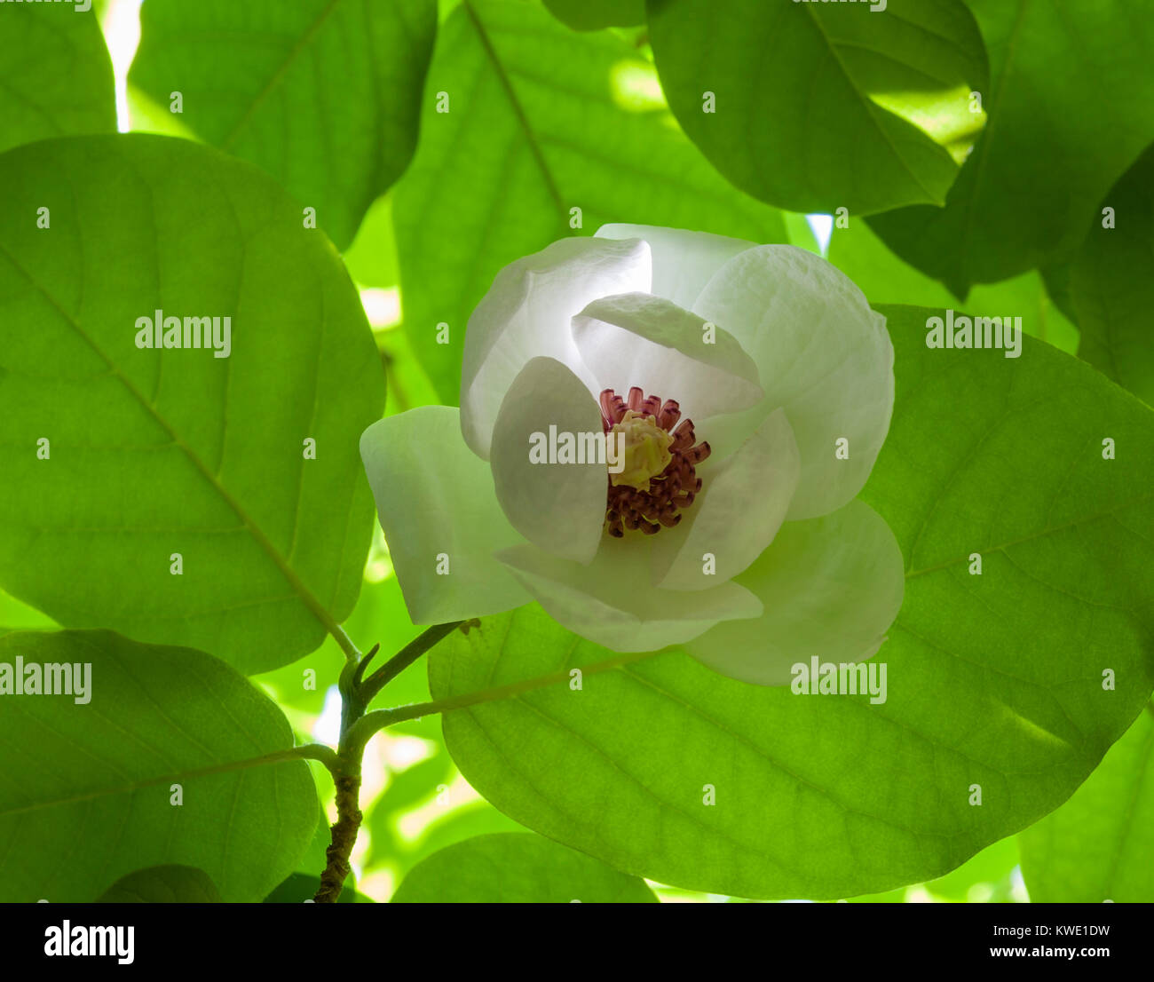 Wilson magnolia Banque de photographies et d’images à haute résolution ...