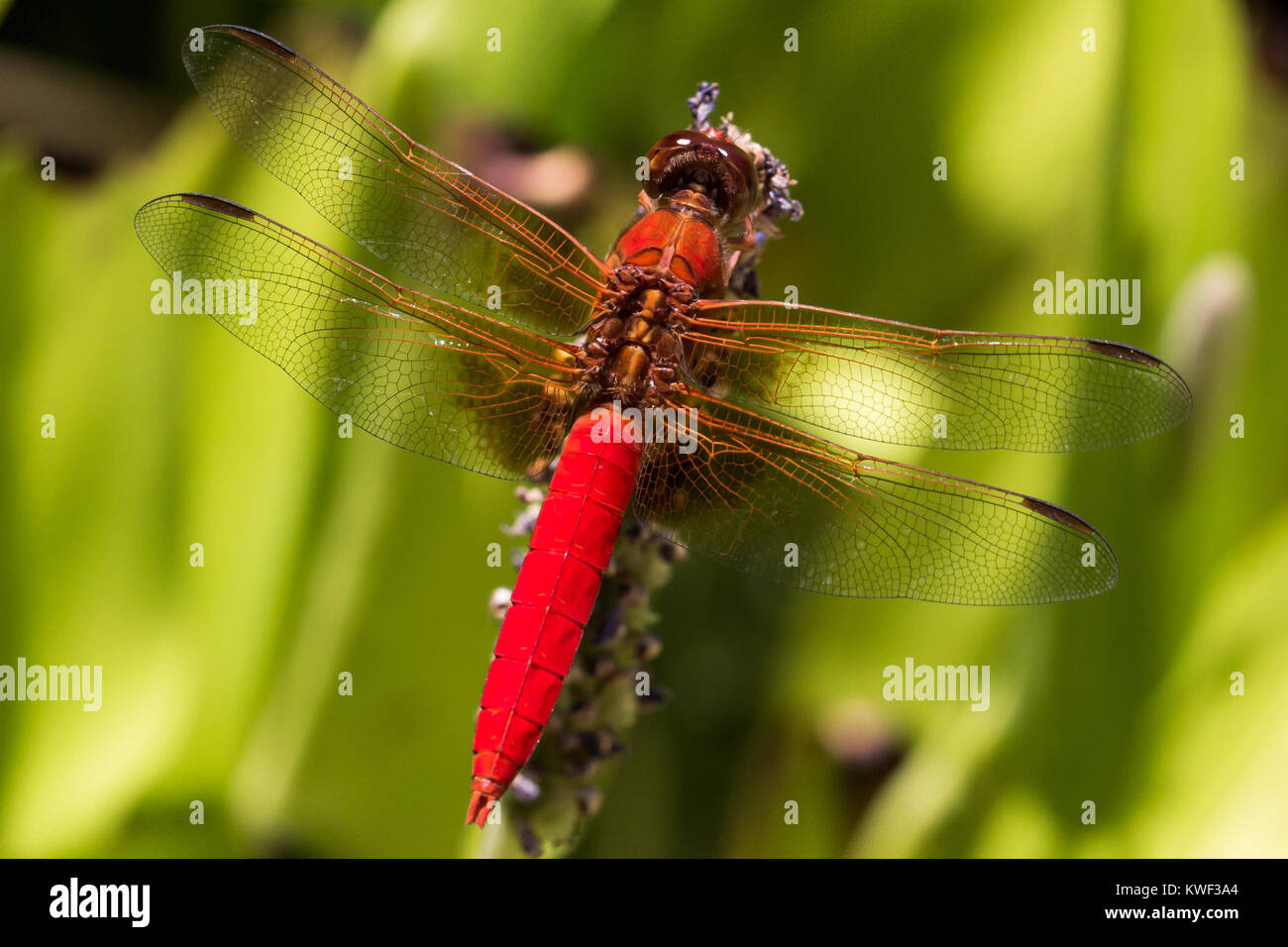 Animaux rouges Banque de photographies et d’images à haute résolution ...