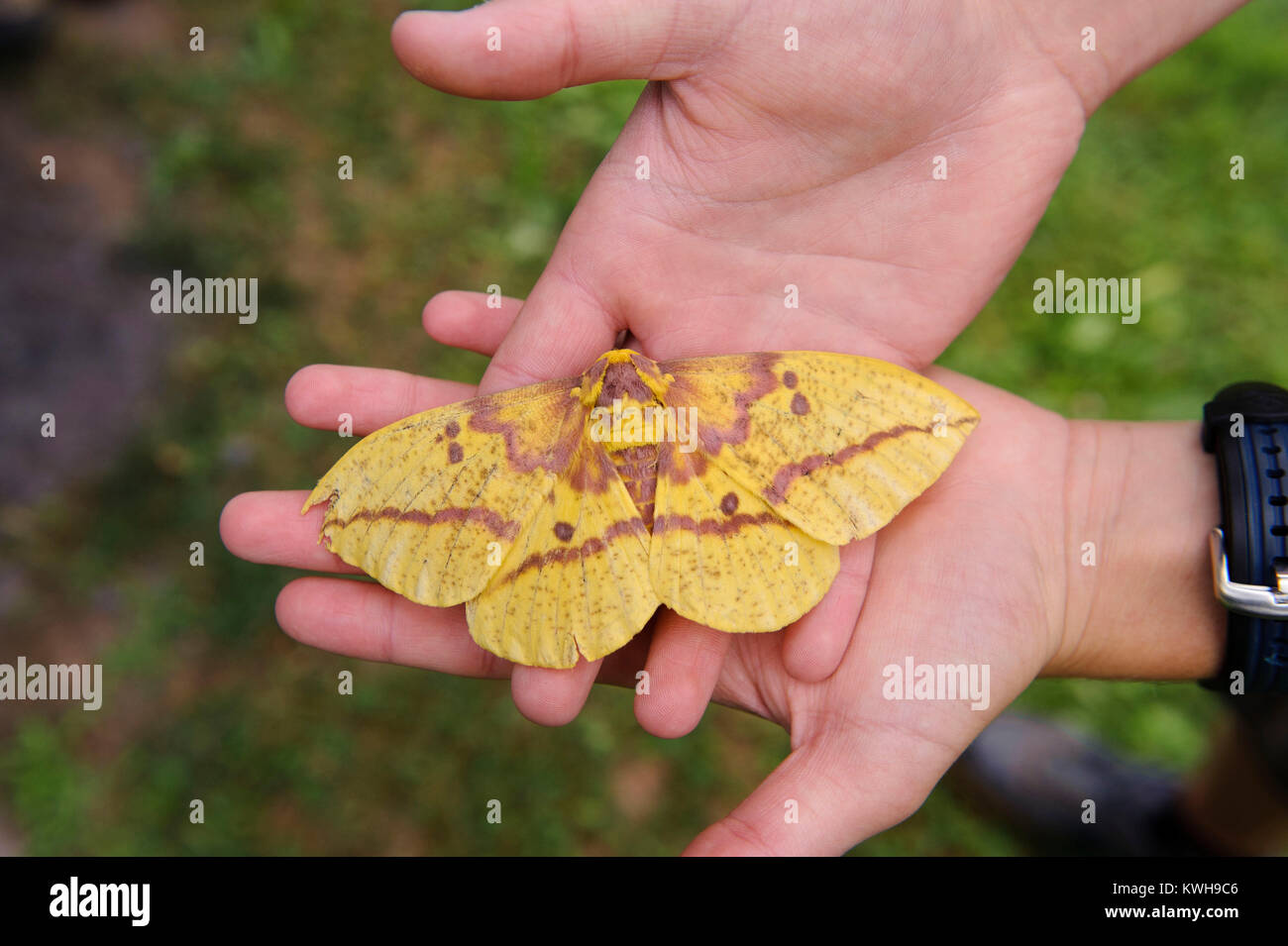Basilona imperialis Banque de photographies et d’images à haute ...