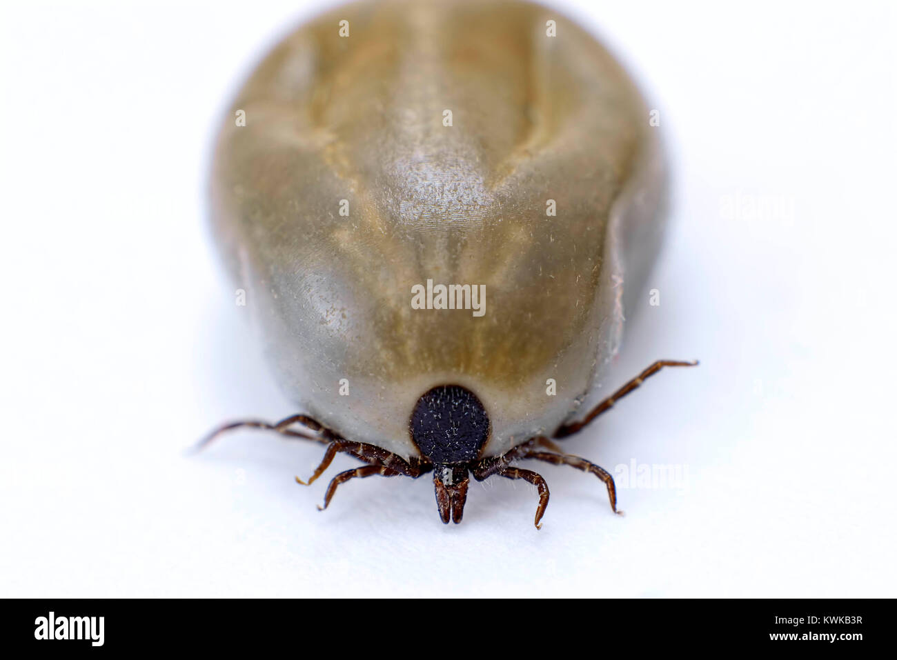 Morsure de tique Banque de photographies et d’images à haute résolution ...