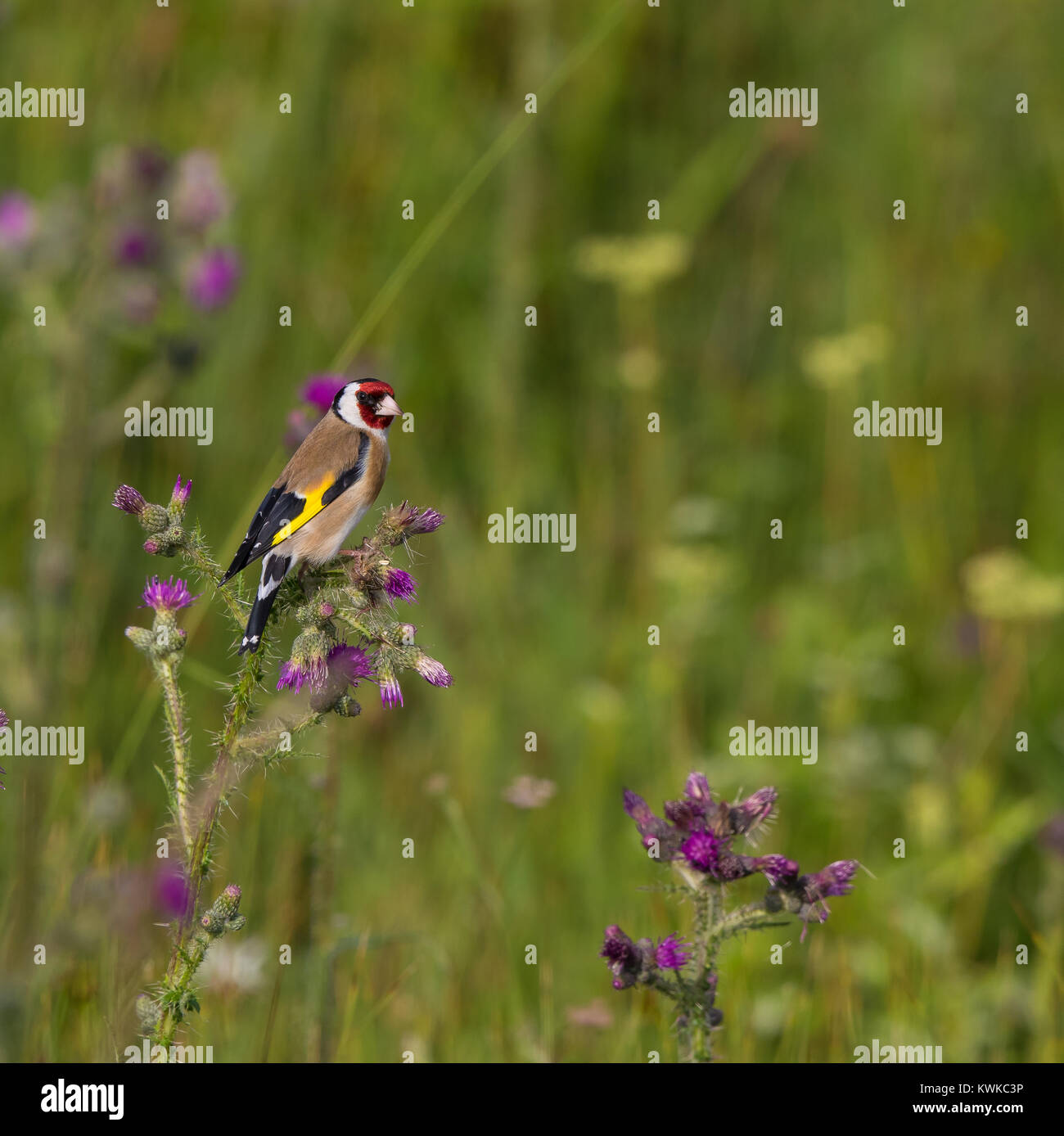 Chardonneret sur le chardon Banque de photographies et d’images à haute ...
