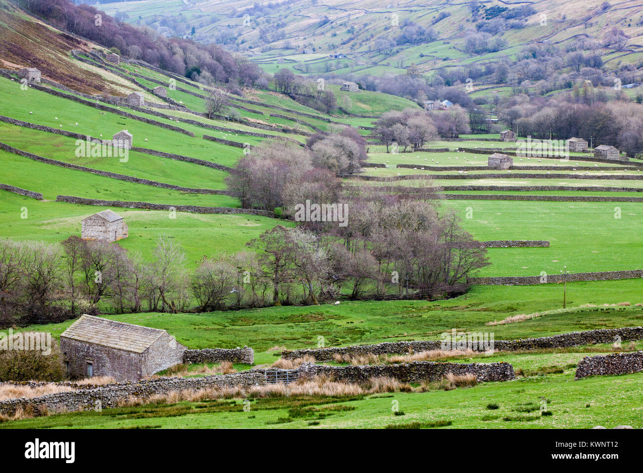 Swaledale valley bas, montrant une grande vista de granges et des murs ...
