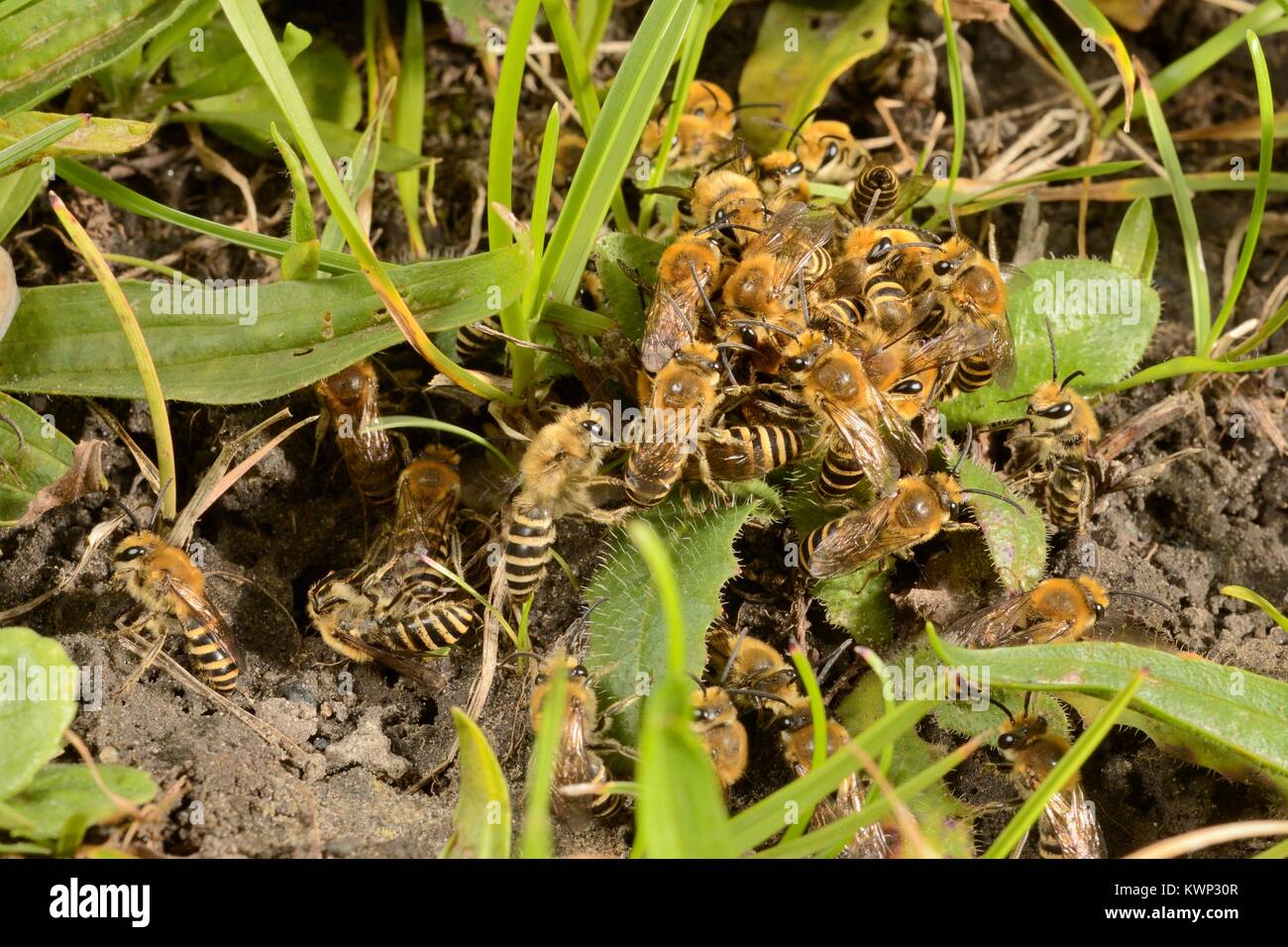 Accouplement des abeilles Banque de photographies et d’images à haute ...