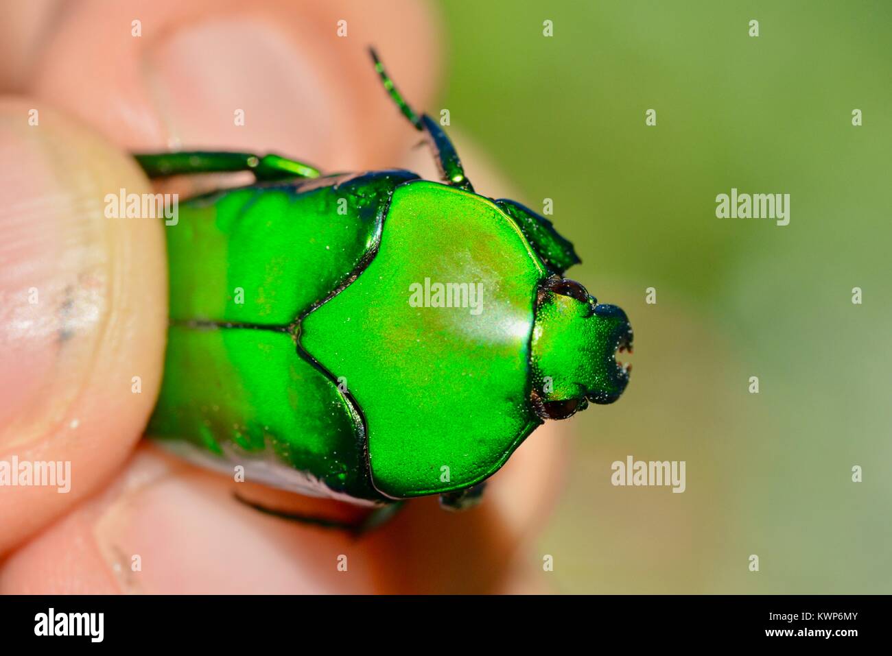 Green Scarab Beetle Banque d'image et photos - Alamy