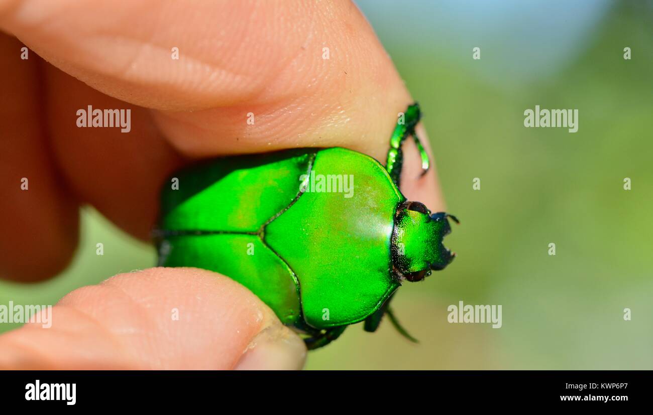 Green Scarab Beetle Banque d'image et photos - Alamy