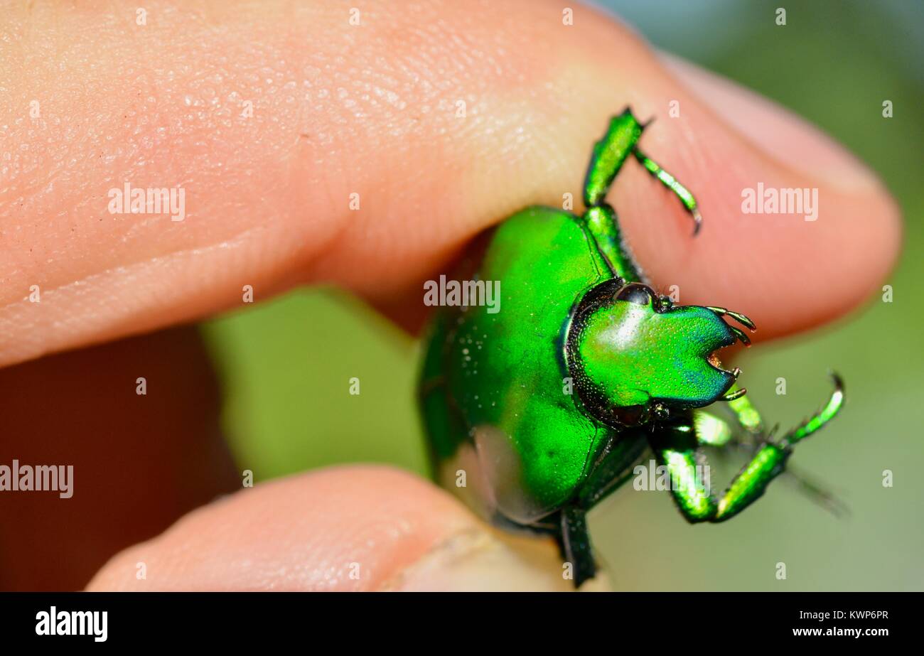 Green Scarab Beetle Banque d'image et photos - Alamy