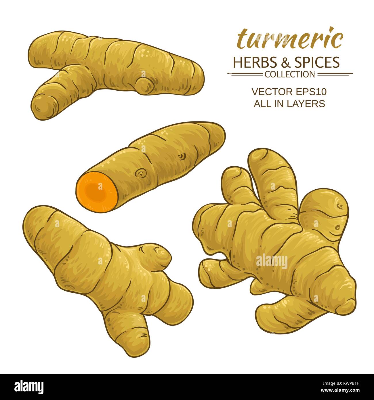 Les racines de curcuma vector illustration sur fond blanc Image ...