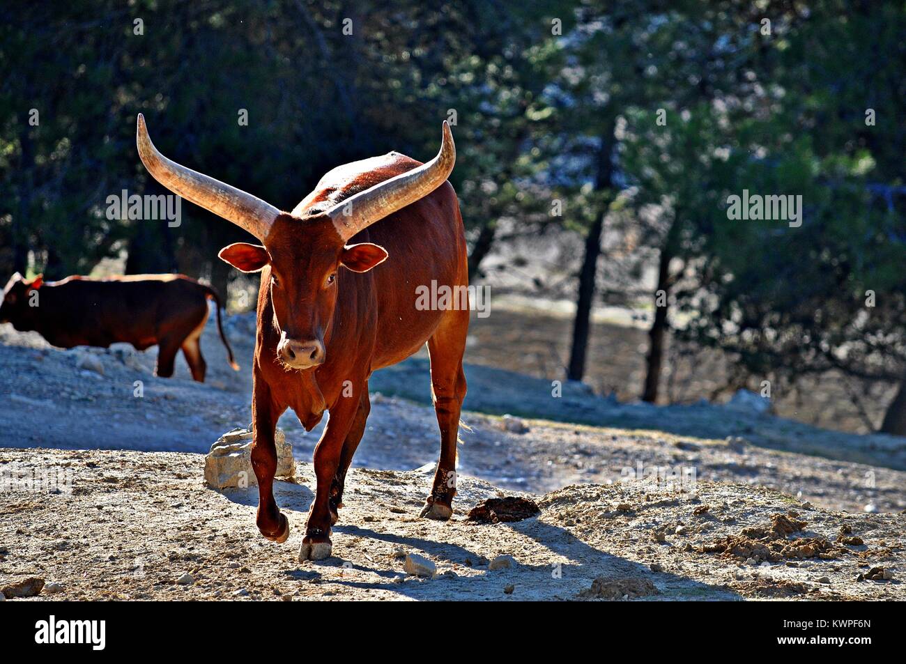 Avec grandes cornes de vache Photo Stock - Alamy