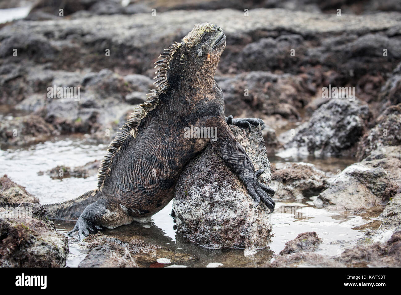 Iguane marin des Galapagos (Amblyrhynchus cristatus albemarlensis) lui ...