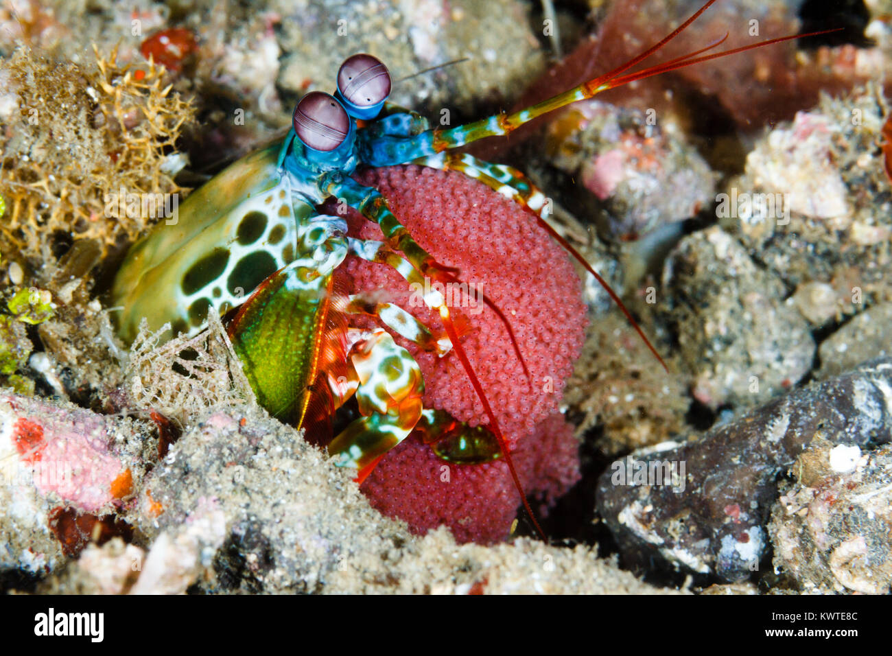 Peacock mantis shrimp odontodactylus scyllarus Banque de photographies ...
