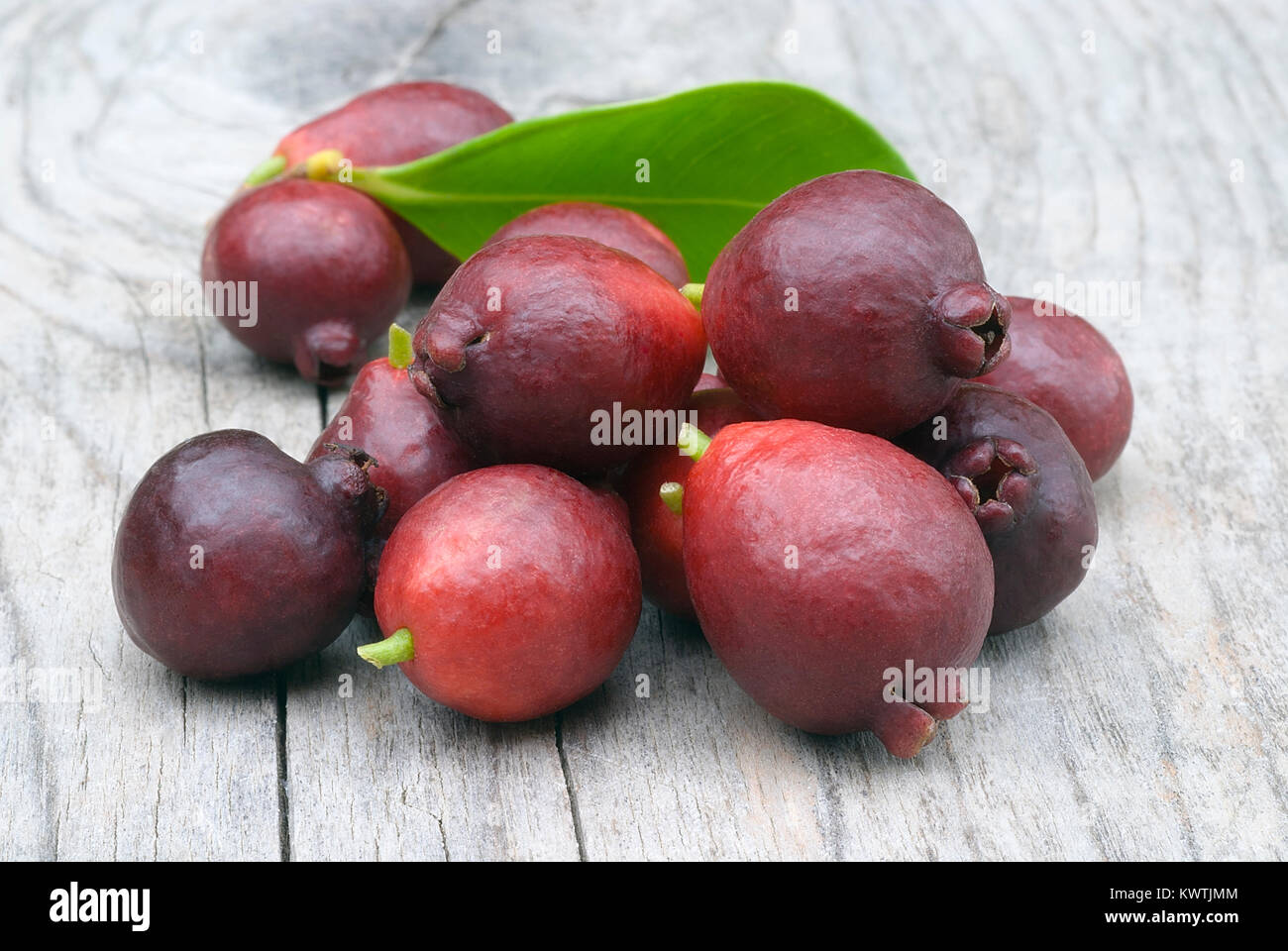 Cattley goyave (Psidium littorale subsp. longipes) ou de goyave ...