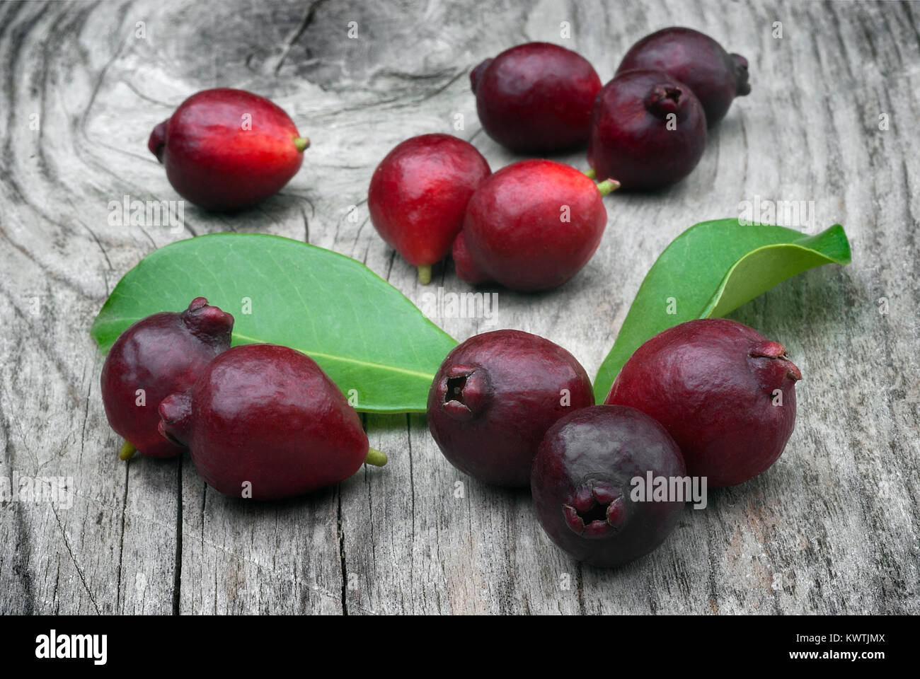 Cattley goyave (Psidium littorale subsp. longipes) ou de goyave ...
