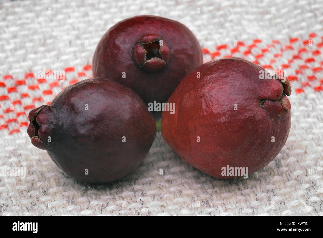 Cattley goyave (Psidium littorale subsp. longipes) ou de goyave ...