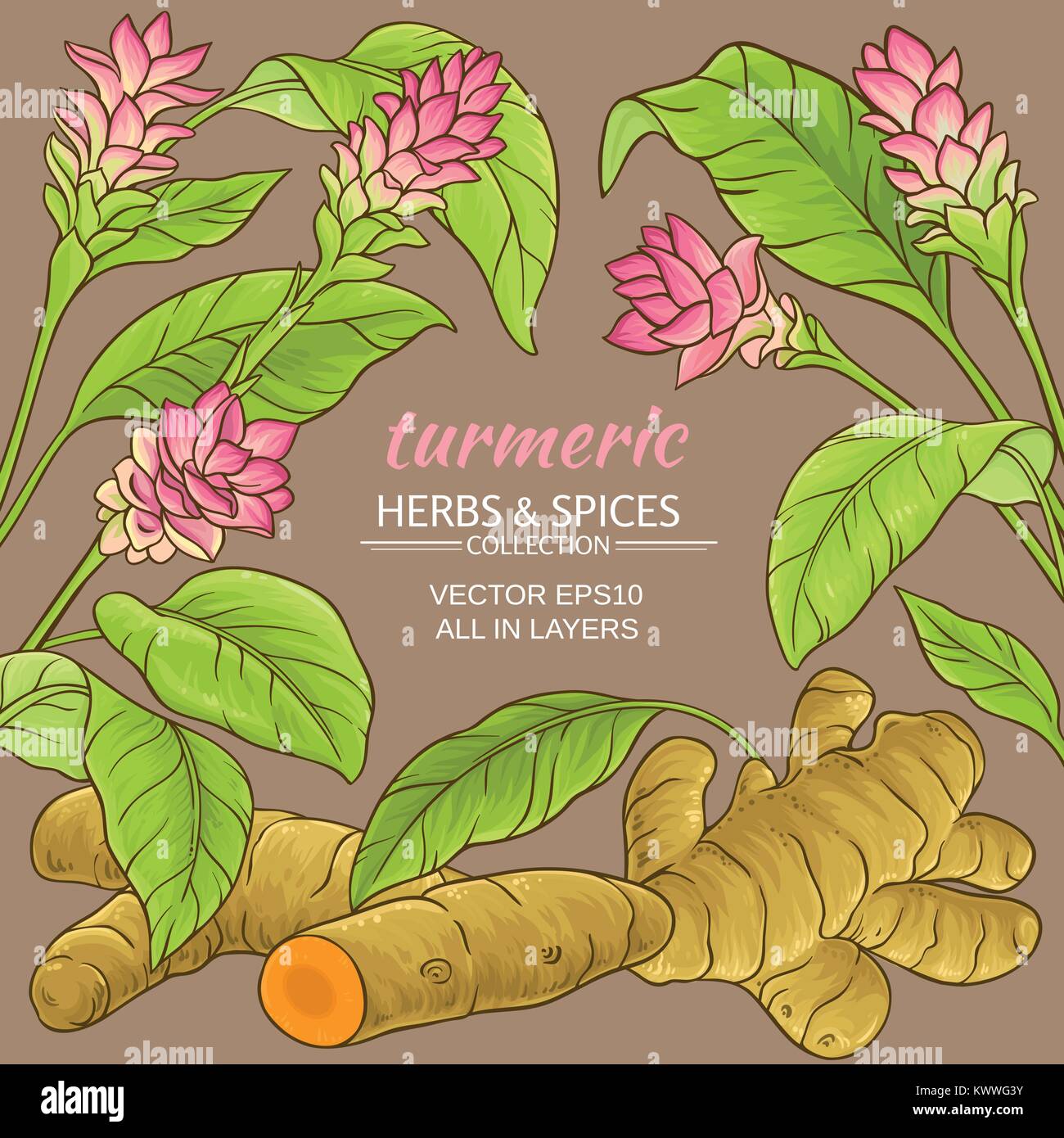 Curcuma plant Banque d'images vectorielles - Alamy