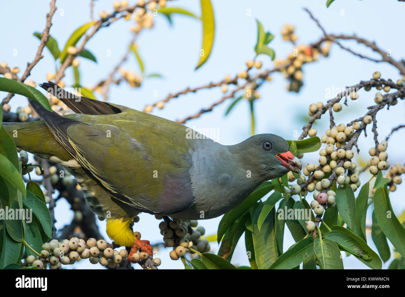 Pigeon vert Banque de photographies et d’images à haute résolution - Alamy