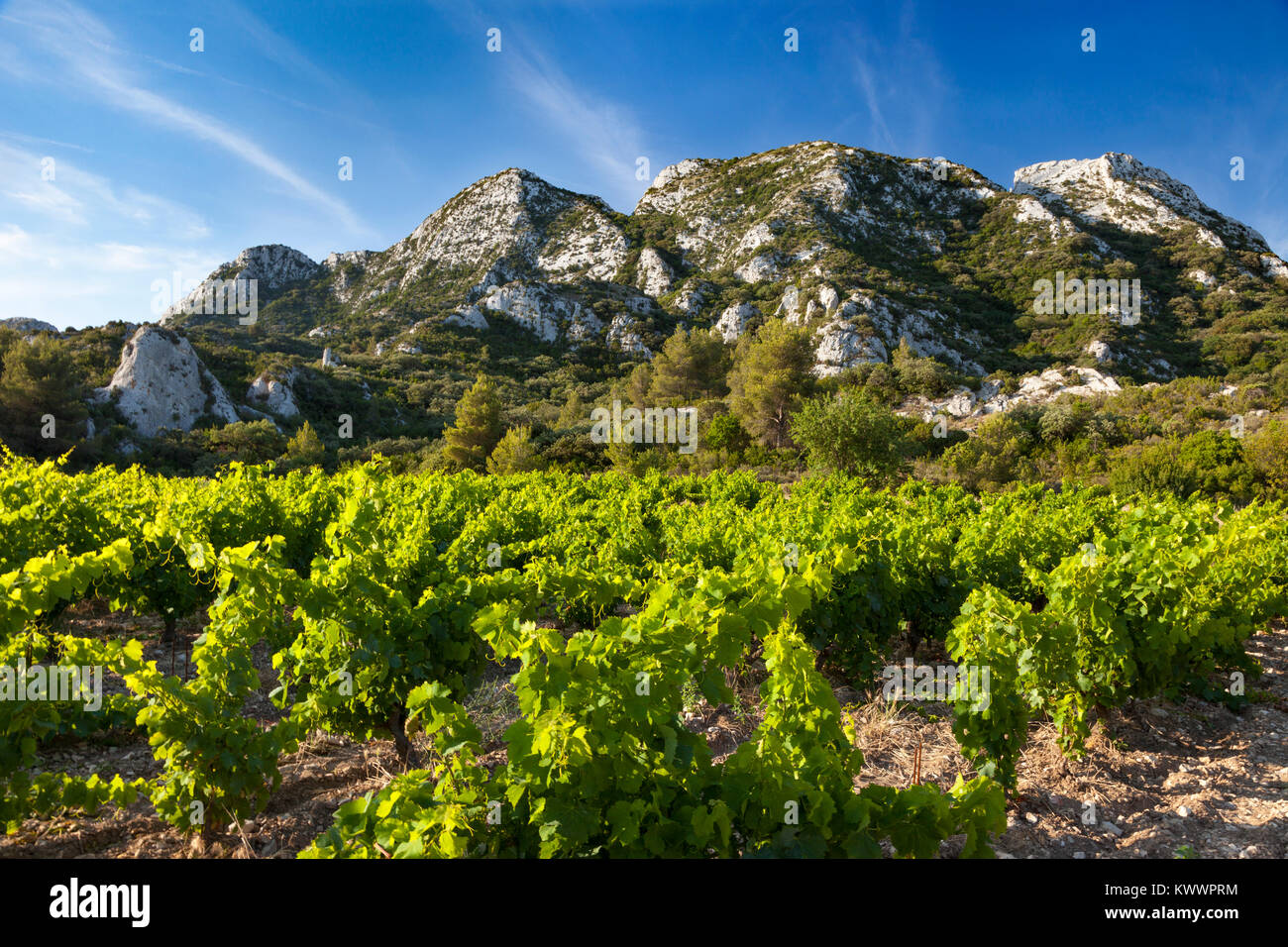 Vignobles provence Banque de photographies et d’images à haute ...