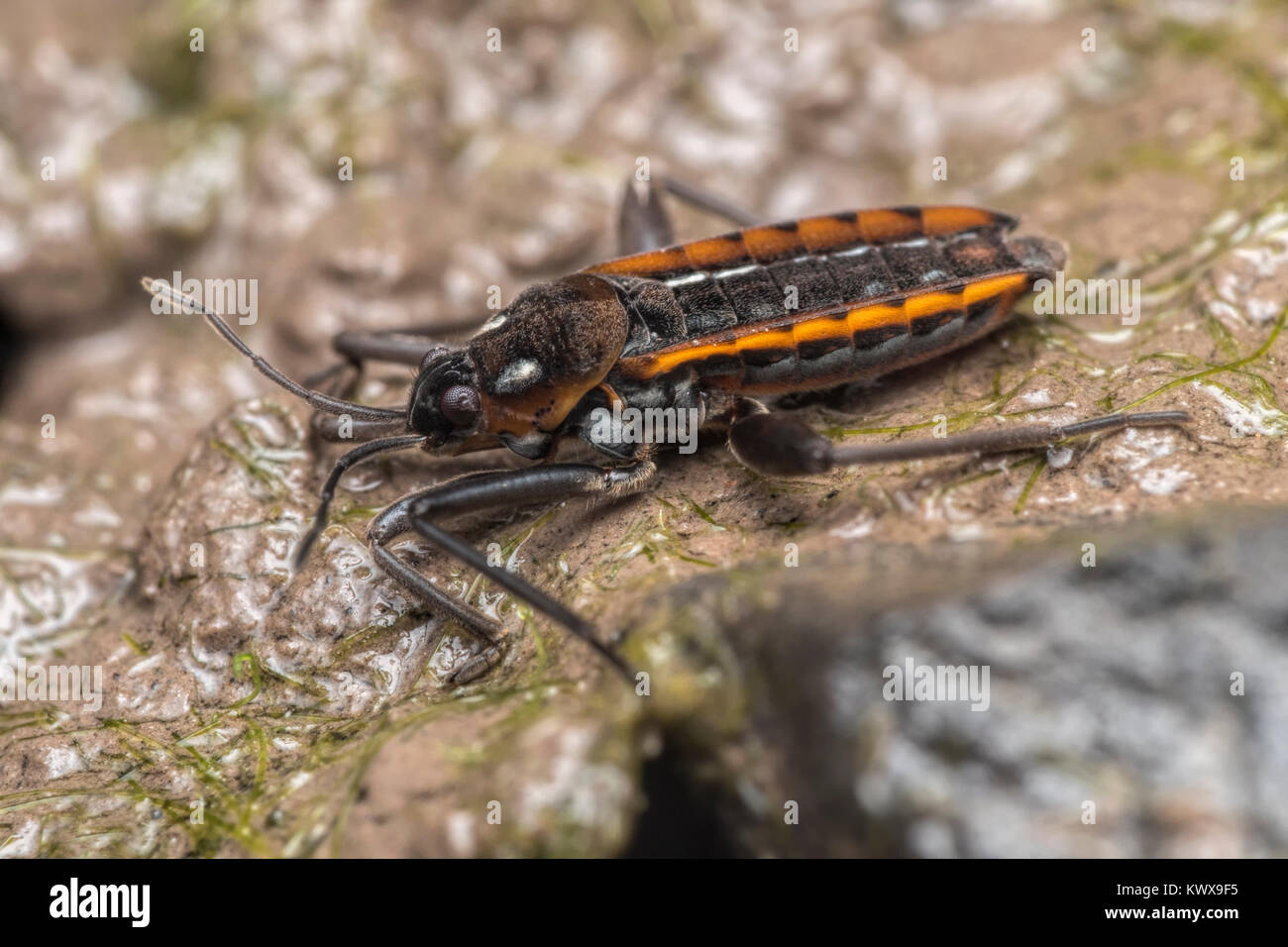 Velia caprai Cricket (eau) ou (Velia saulii) au repos au bord d'une ...