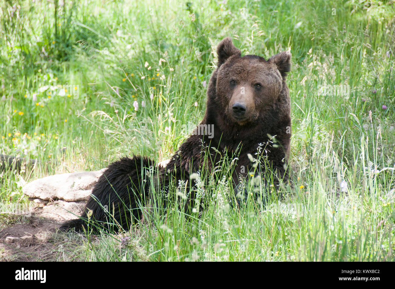 Ours des pyrénées Banque de photographies et d’images à haute ...