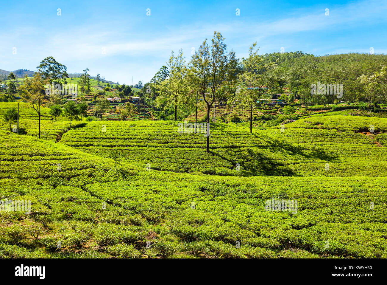 Plantation De The Au Sri Lanka
