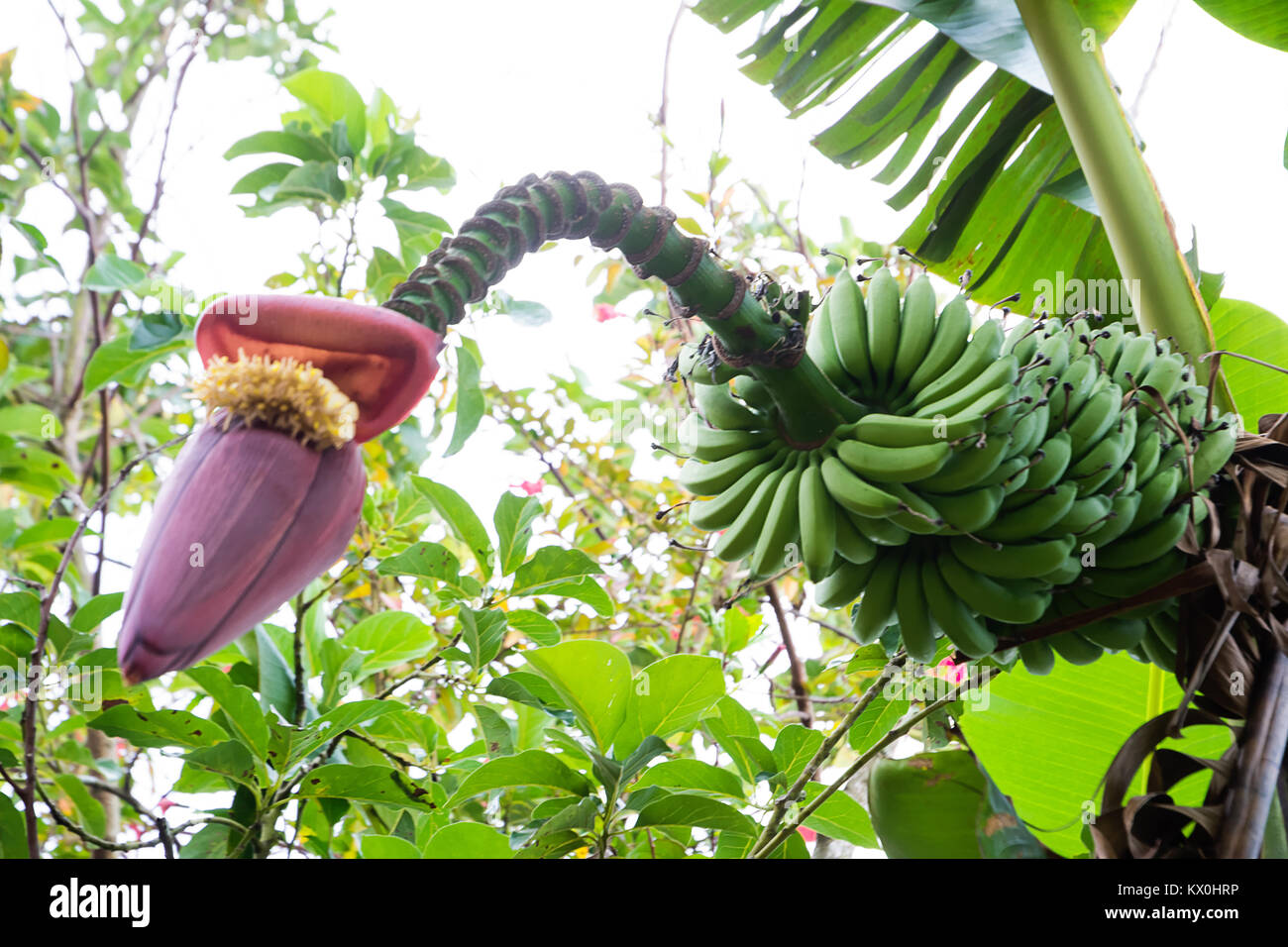 Bananier avec fruits et fleurs Banque de photographies et d’images à ...