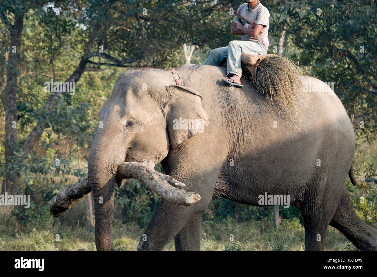 Elephant carrying man Banque de photographies et d’images à haute ...