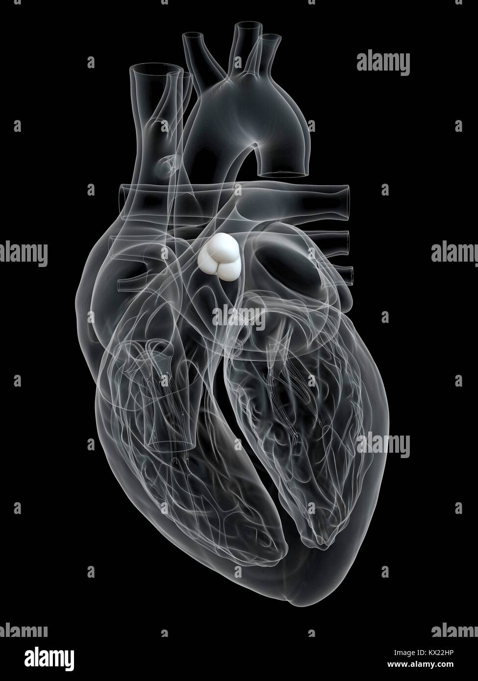 Valve pulmonaire Banque de photographies et d’images à haute résolution ...