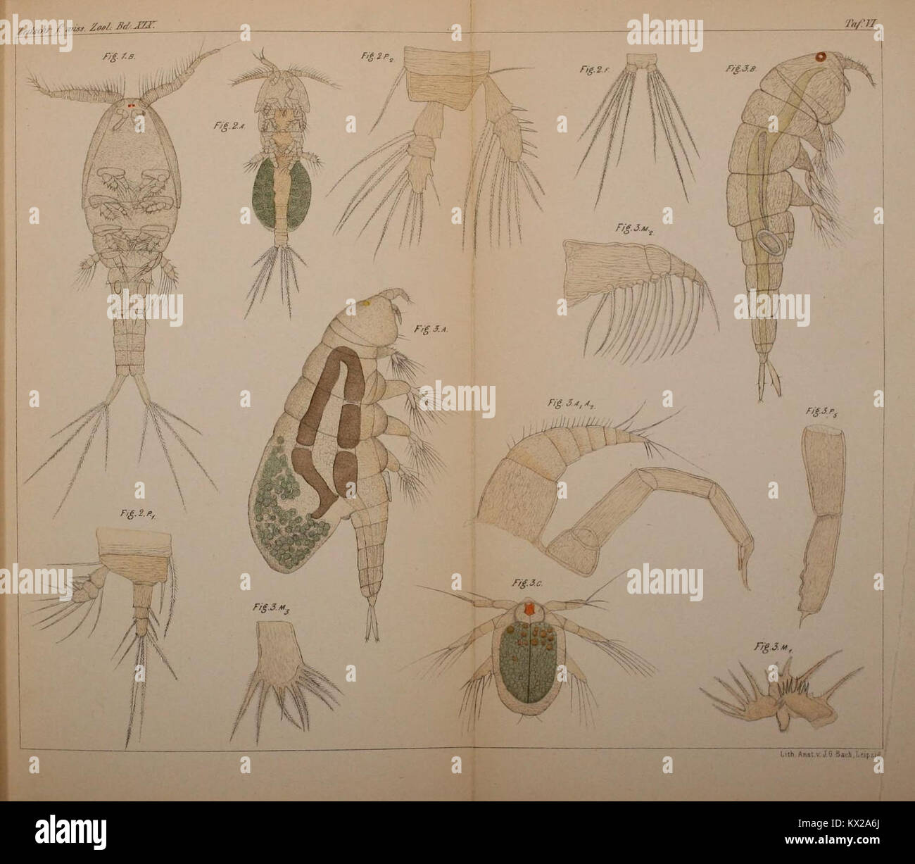 Beiträge zur Kenntniss der innerhalb der lebenden Ascidien ...