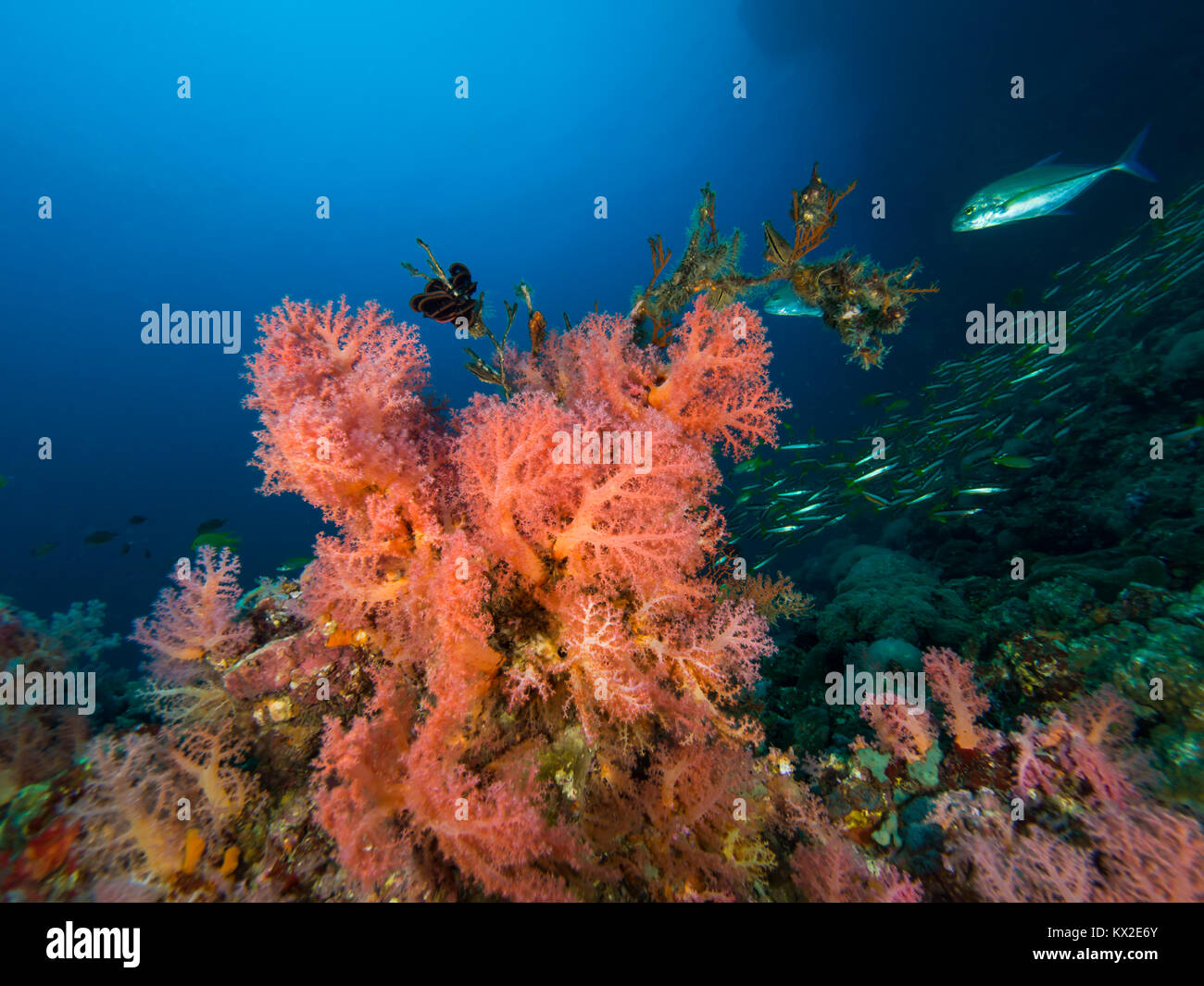 Nephtheidae nephthea Banque de photographies et d’images à haute ...