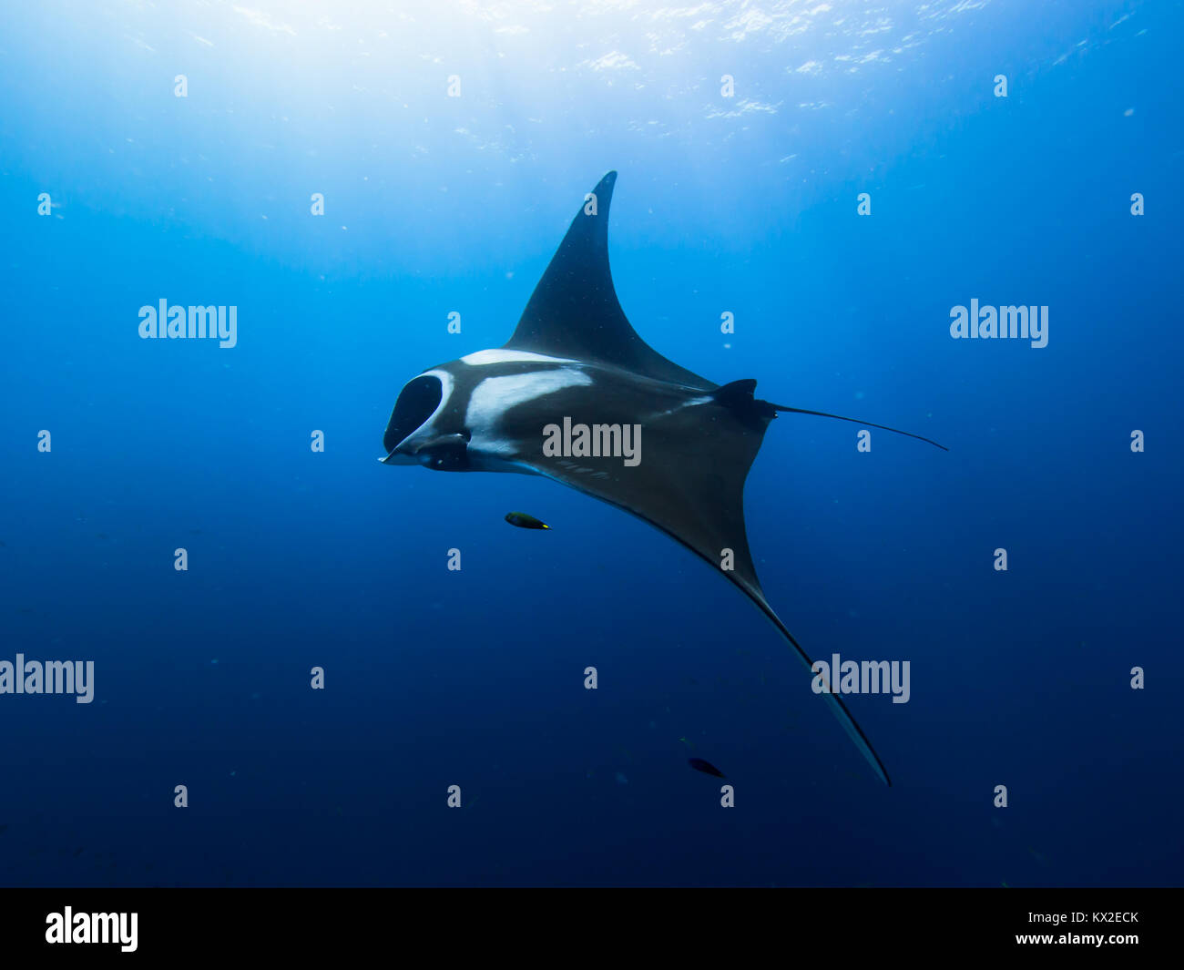 Raie manta géante Banque de photographies et d’images à haute ...