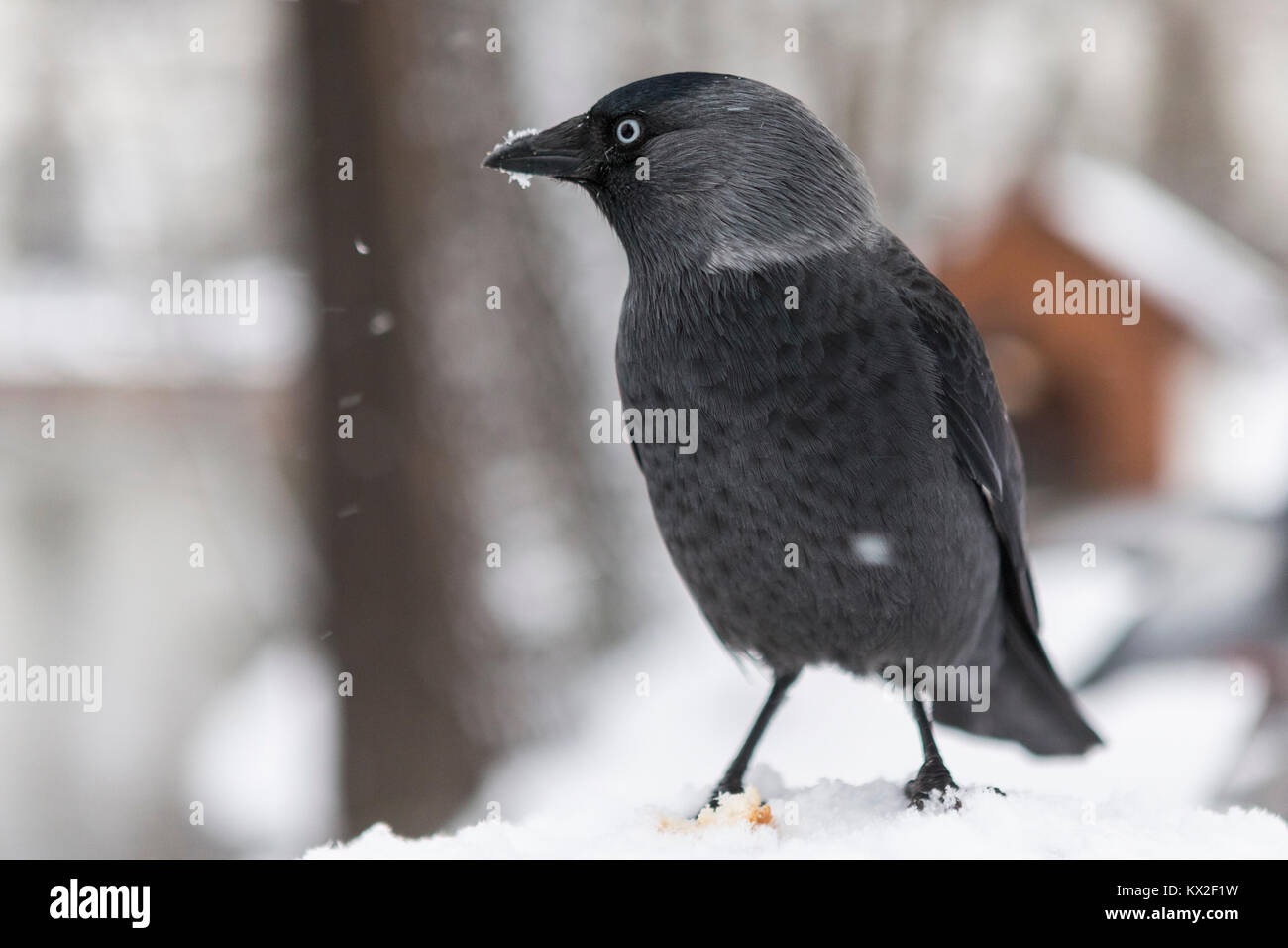 Le corbeau et ses petits Banque de photographies et d’images à haute ...